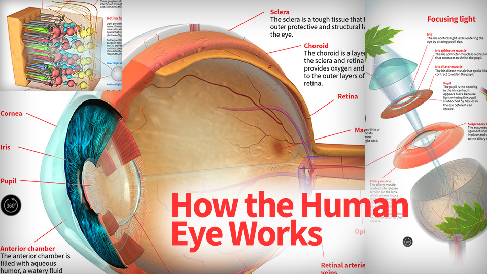 How The Human Eye Works Animagraffs How The Human Eye Works Animagraffs